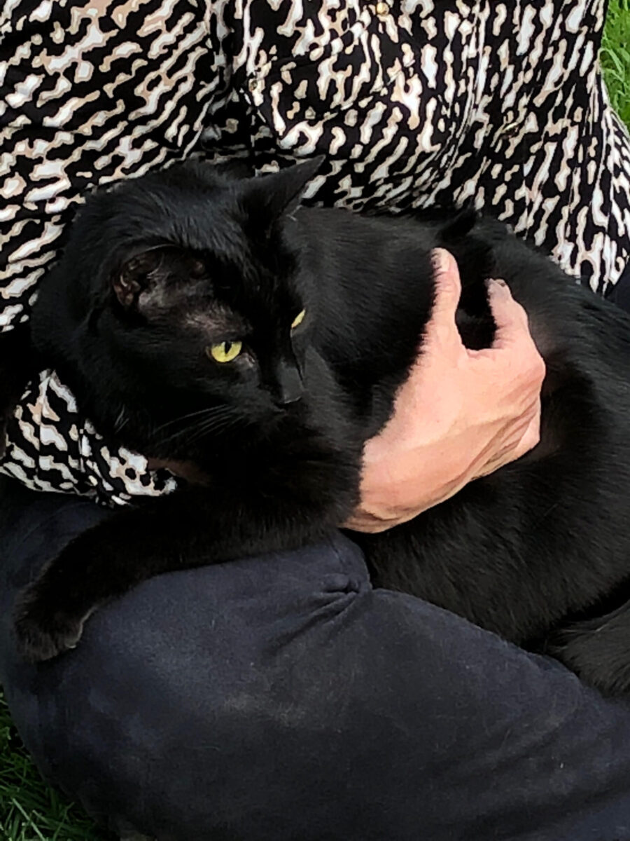 CCFR Firefighters Rescue, Revive Cat After Basement Fire - Central ...